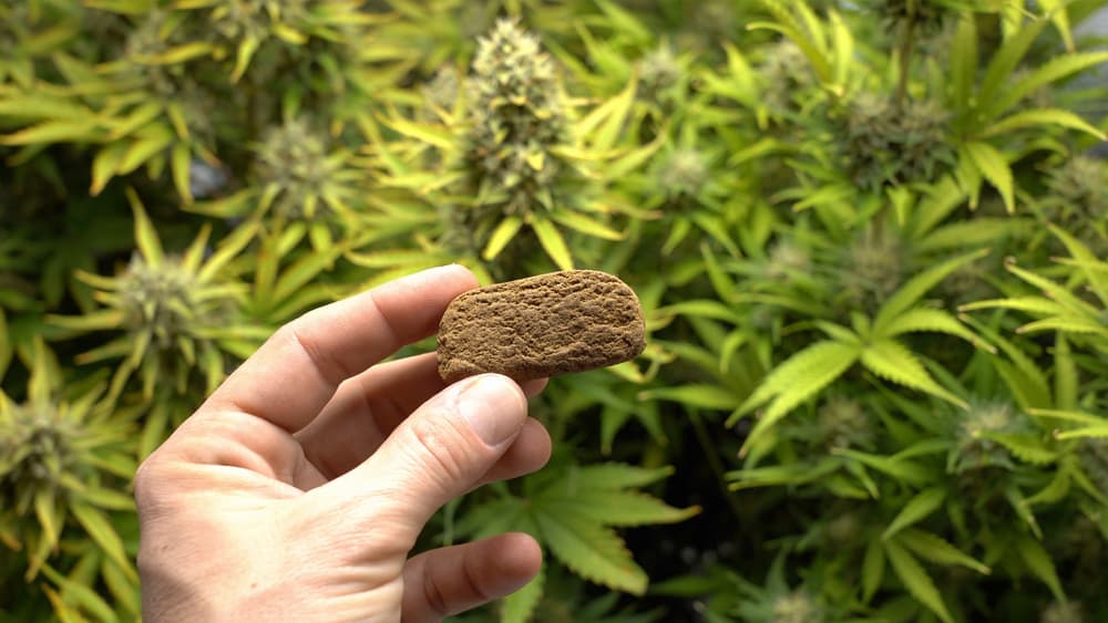 Hashish Use Disorder Treatment | Zinnia Health